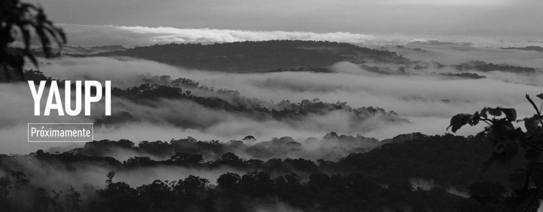 YAUPI