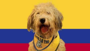 Pasión por la Tricolor: Quito une la fiebre mundialista con la adopción ...