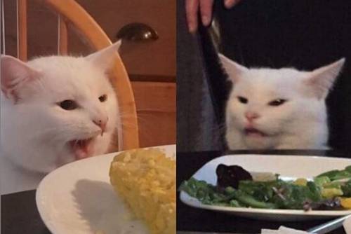 El meme del gato del que nadie para de hablar