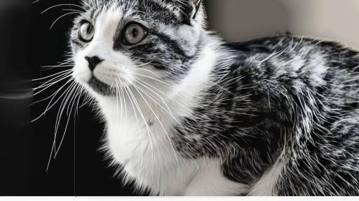 Salmiak, una nueva raza de gatos capaz de cambiar el color de su pelaje