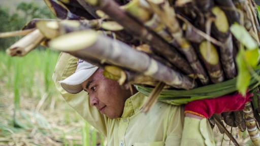 La producción de azúcar es el eje de varias comunidades