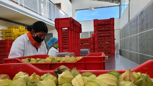 Uvilla ecuatoriana con gran potencial en el mercado internacional