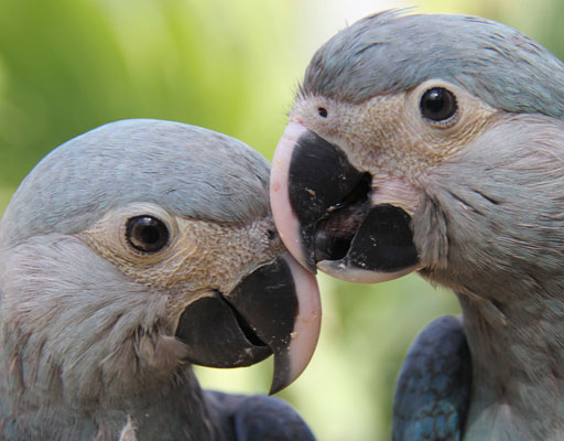 Dos guacamayos azules, especie en extinción, llegan a Brasil desde Alemania