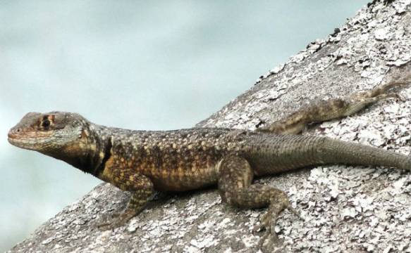 Descubren nueva especie de lagarto en Brasil y ya es considerada en ...