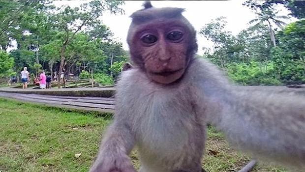 Un mono roba una cámara y se toma una selfie Un mono roba una cámara y se toma una selfie