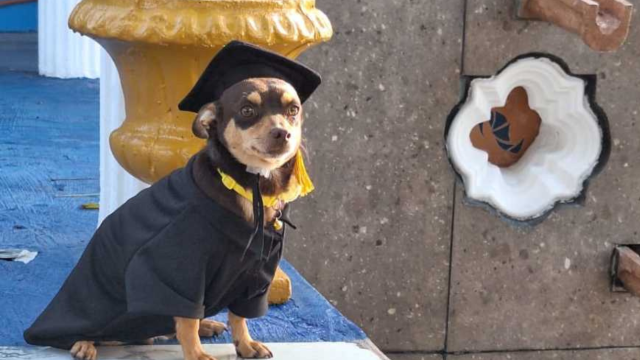 Canelo, el perro sin hogar que se graduó de una escuela en México y ...