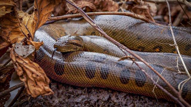 VIDEO | Descubren una nueva especie de anaconda en la selva de Brasil ...