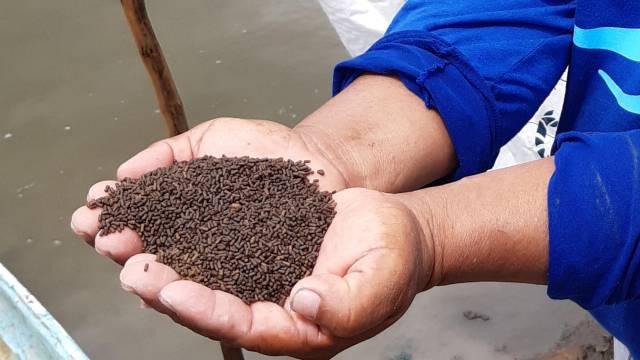 Producción de alimento balanceado se incrementará este año