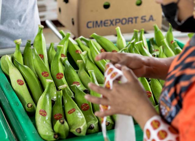 Los ecuatorianos consumen cada vez más verde: ¿Qué está impulsando este ...