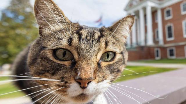 Max, el gato de apoyo emocional que acaba de recibir un doctorado en ...