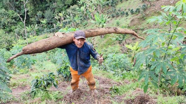 Yucas gigantes son mostradas por agricultores que se unen a una curiosa ...