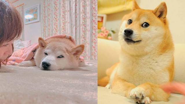 Kabosu, la perrita de los memes, se encuentra en un peligroso estado de ...