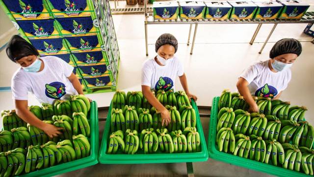 Ecuador aumentó exportación de banano en 2025: conoce sus mayores ...