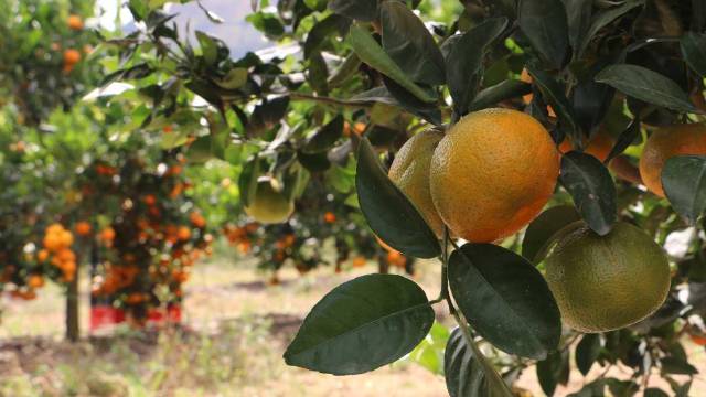 La mandarina ecuatoriana tipo Tango ya se exporta a Estados Unidos