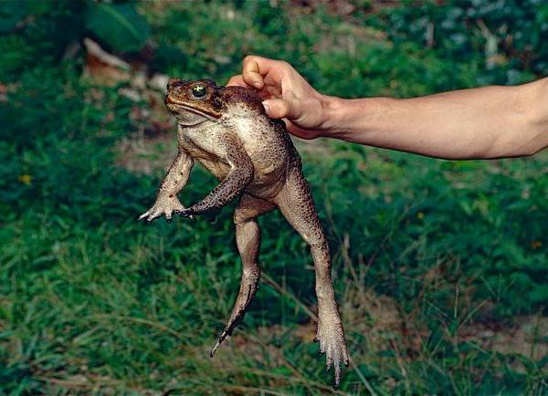 Estados Unidos, caotizado por plaga de sapos venenosos