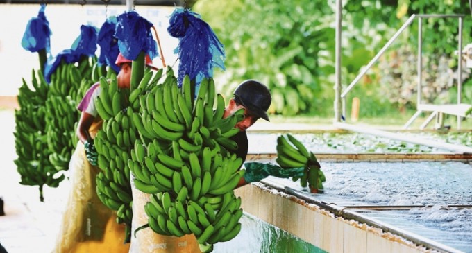 Latinoamérica cierra filas a plaga que afecta al banano