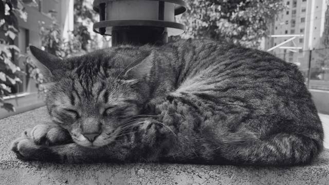 Guayaquil: denuncian que siete gatos murieron tras un envenenamiento