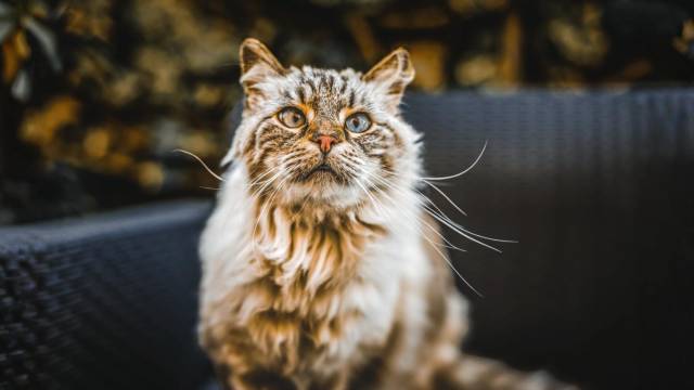 ¿Tu gato está envejeciendo? 10 señales clave que te ayudarán a detectarlo