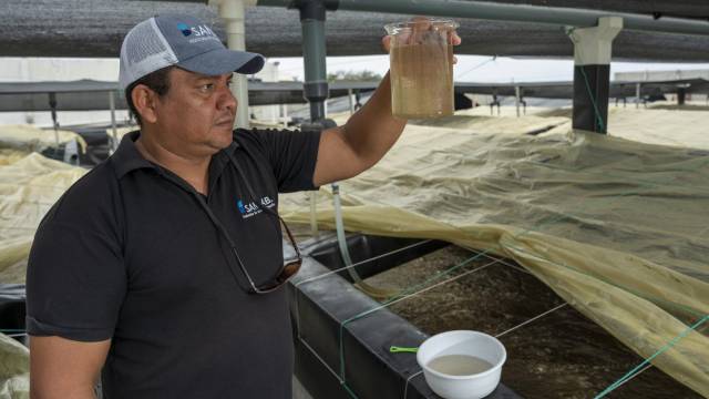 La calidad del camarón comienza en los laboratorios de larvas y nauplios