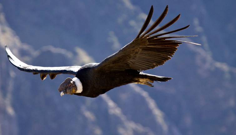 Hay 9 cóndores más en la zona sur de Ecuador