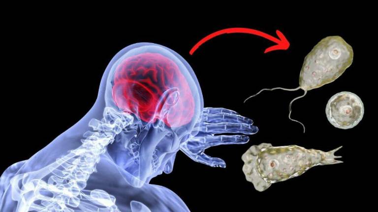 Corea del Sur confirma primera muerte por ameba comecerebros. ¿Cómo se contrae y por qué es tan ...