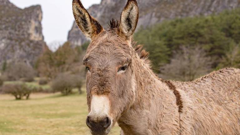 Burra atrapada en islote por 3 años es rescatada por expolicía