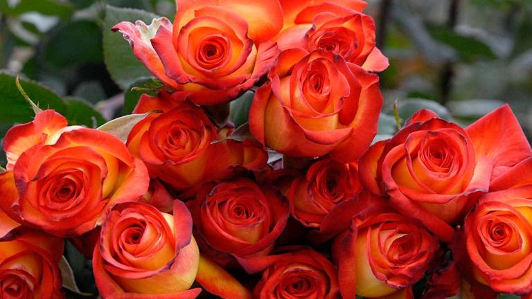 Rosas ecuatorianas abrirán paso a mandatarios en cumbre Celac-UE