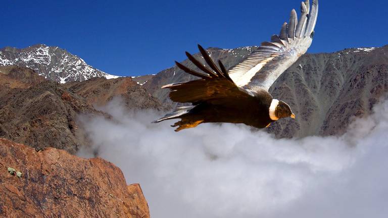 Día del cóndor, conmemoración del ave emblema del Ecuador