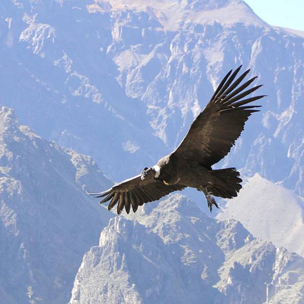 Ecuador inaugura el segundo Censo Nacional del Cóndor Andino