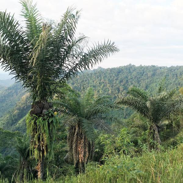 La tagua: el marfil vegetal que Ecuador podría perder