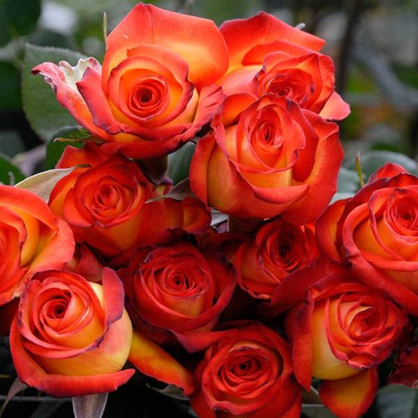 Rosas ecuatorianas abrirán paso a mandatarios en cumbre Celac-UE