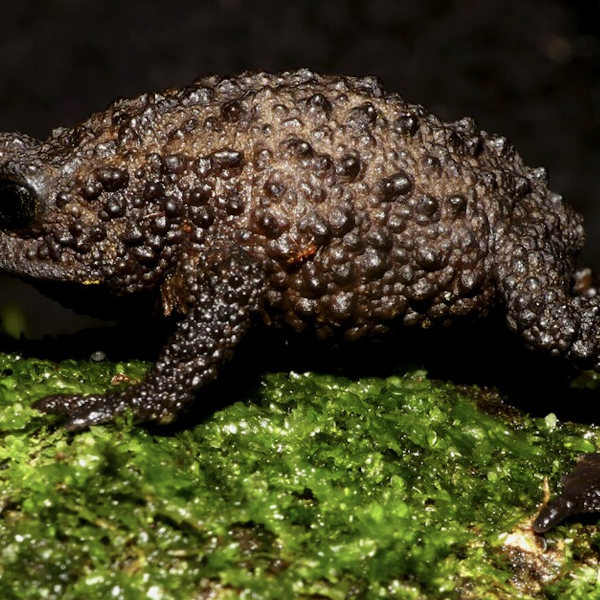 Nueva especie de sapo andino descubierta en Ecuador lleva el nombre del naturalista Steve Backshall