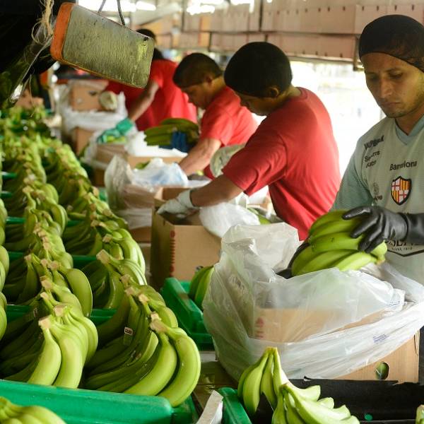 Fuerte presencia mundial del banano ecuatoriano