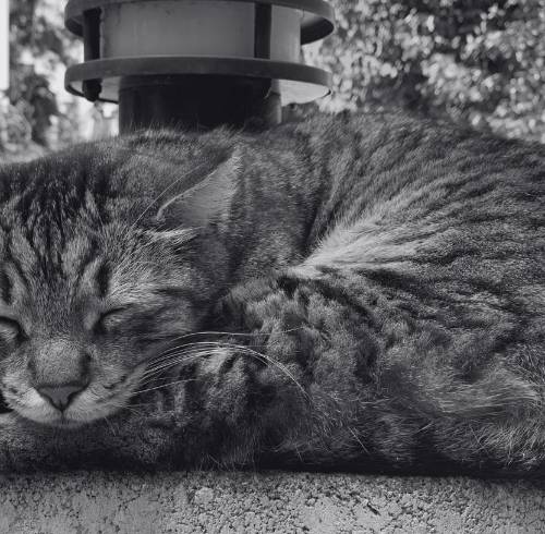 Gatos